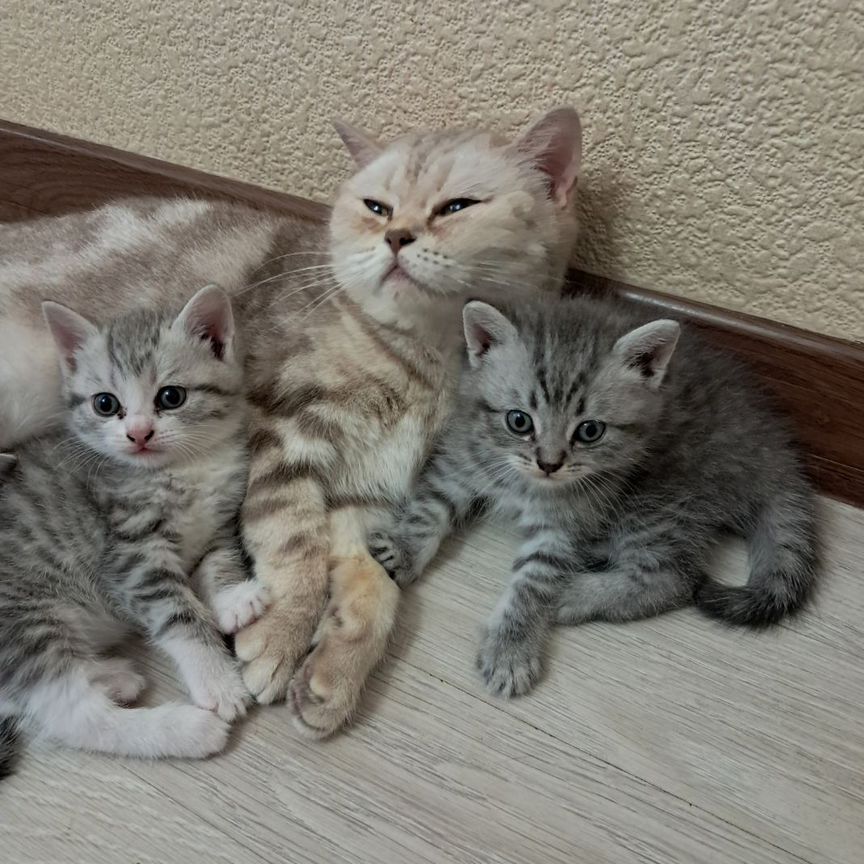Продам котят