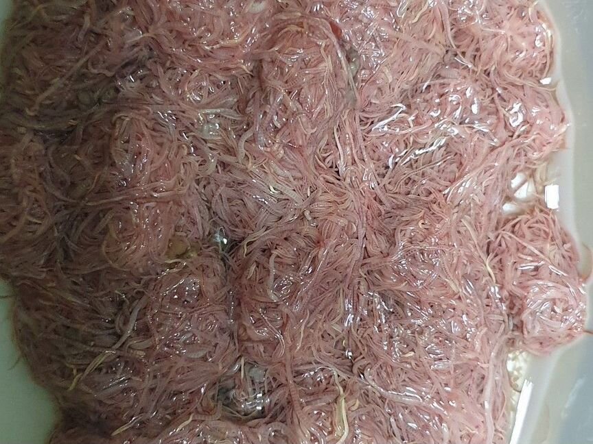 Трубочник изя