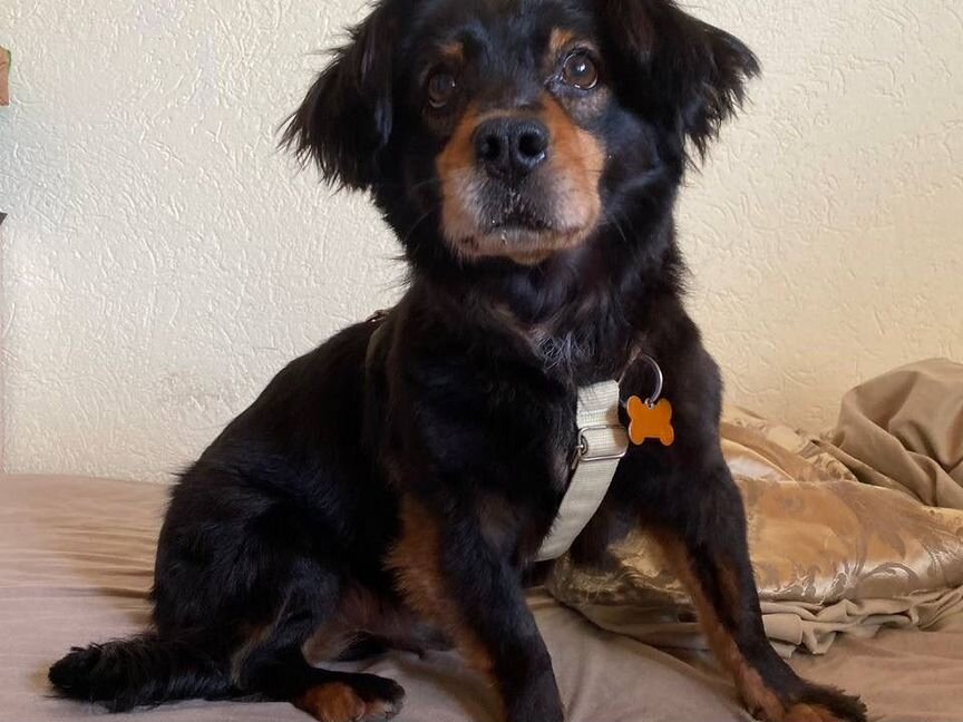 Собака в добрые руки отдам бесплатно