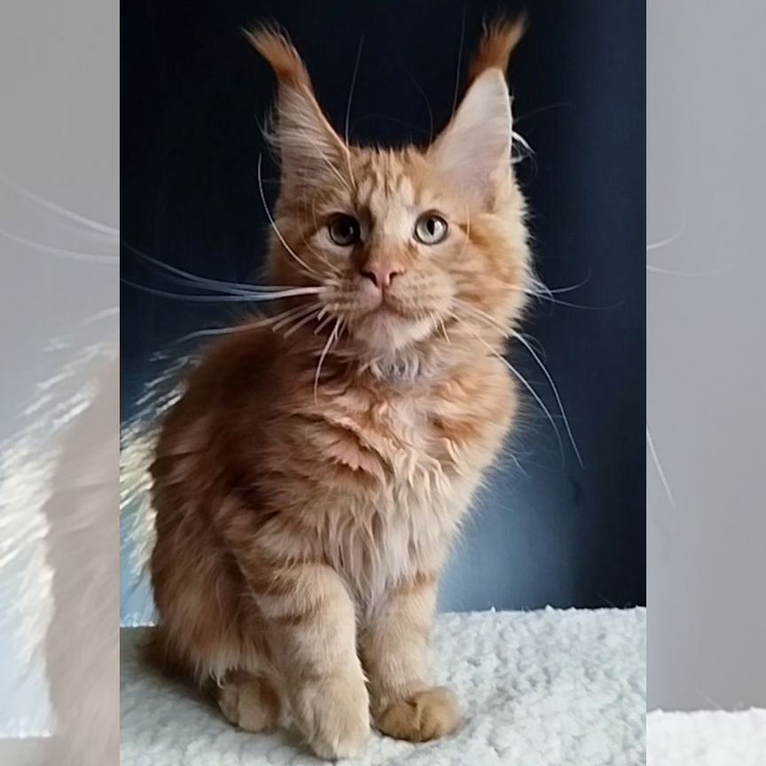 Мейн-кун котик Фима