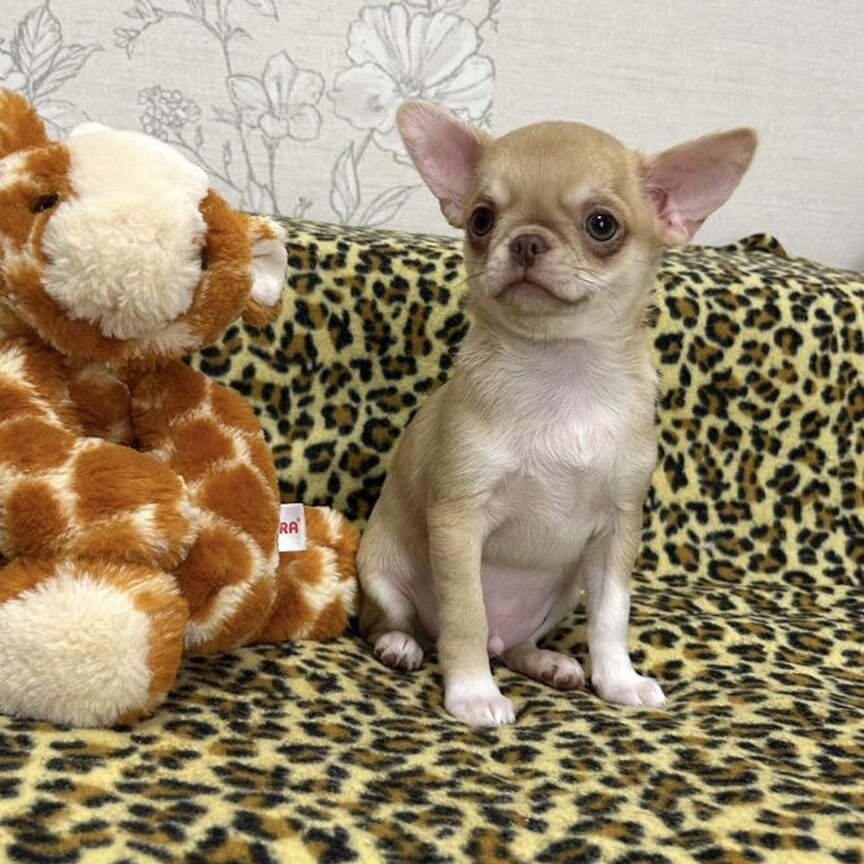 Малыш чихуа