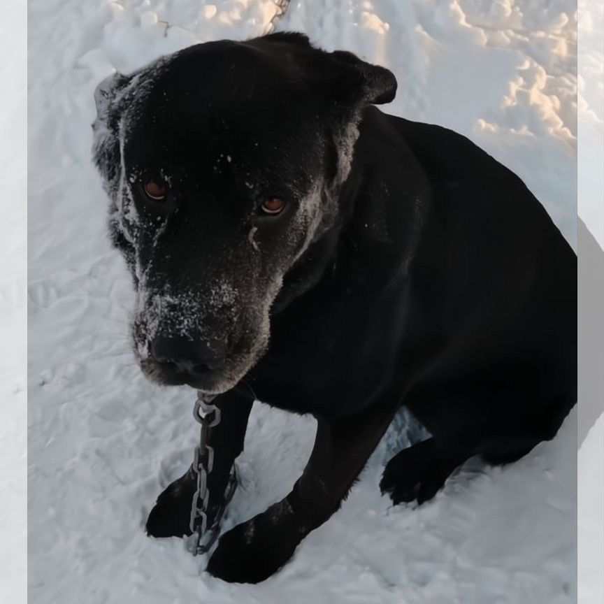 Лабрадор-ретривер, взрослая собака