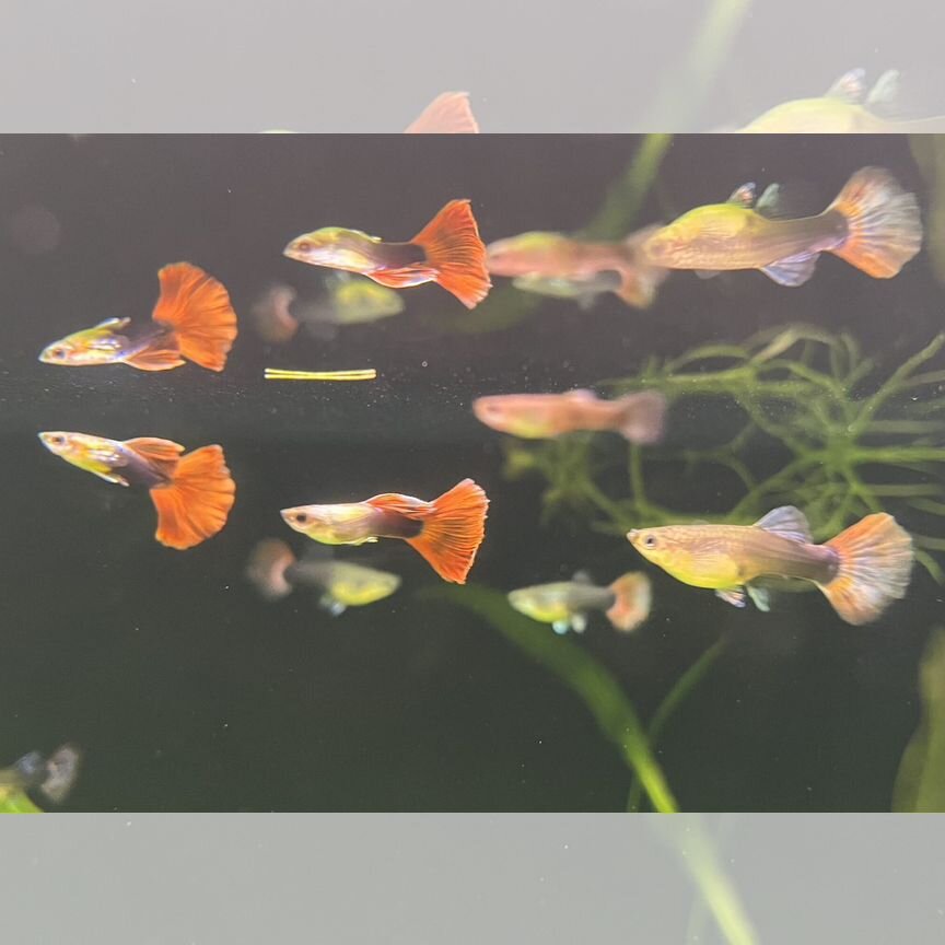 Рыбки гуппи