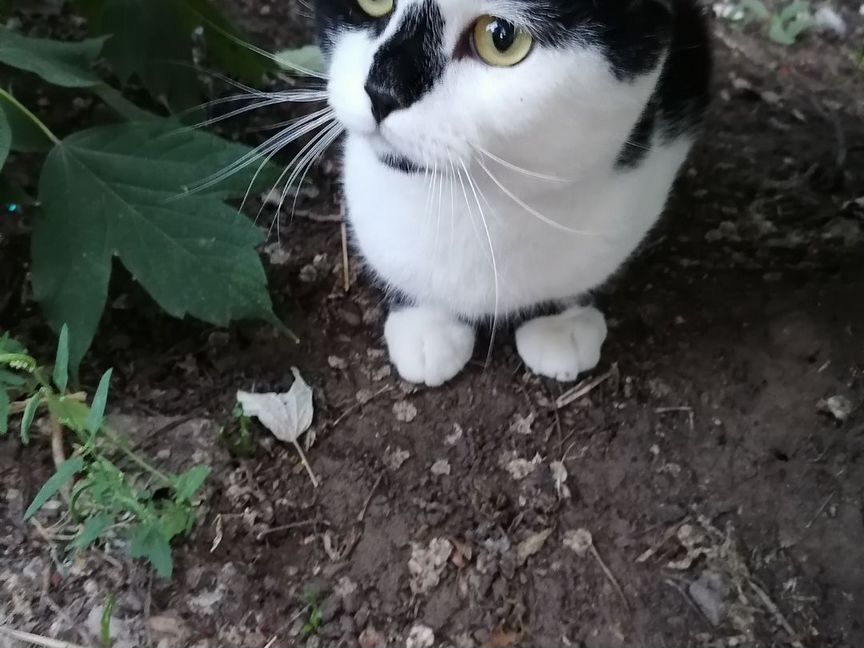 Кот