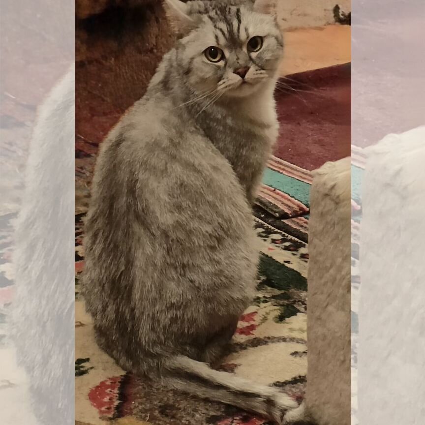 Британская короткошёрстная, взрослая кошка