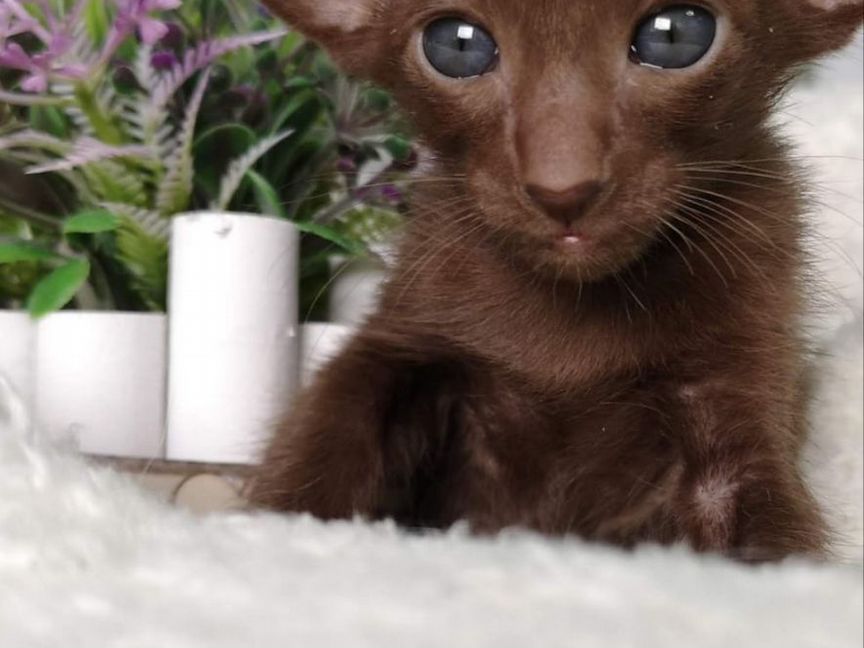 Ориентальные котята