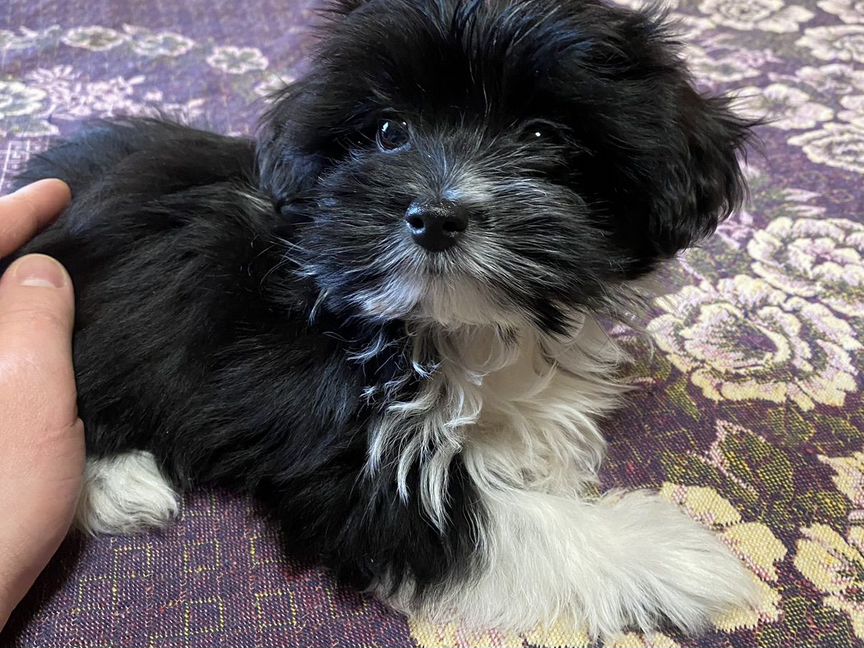 Щенки болонки