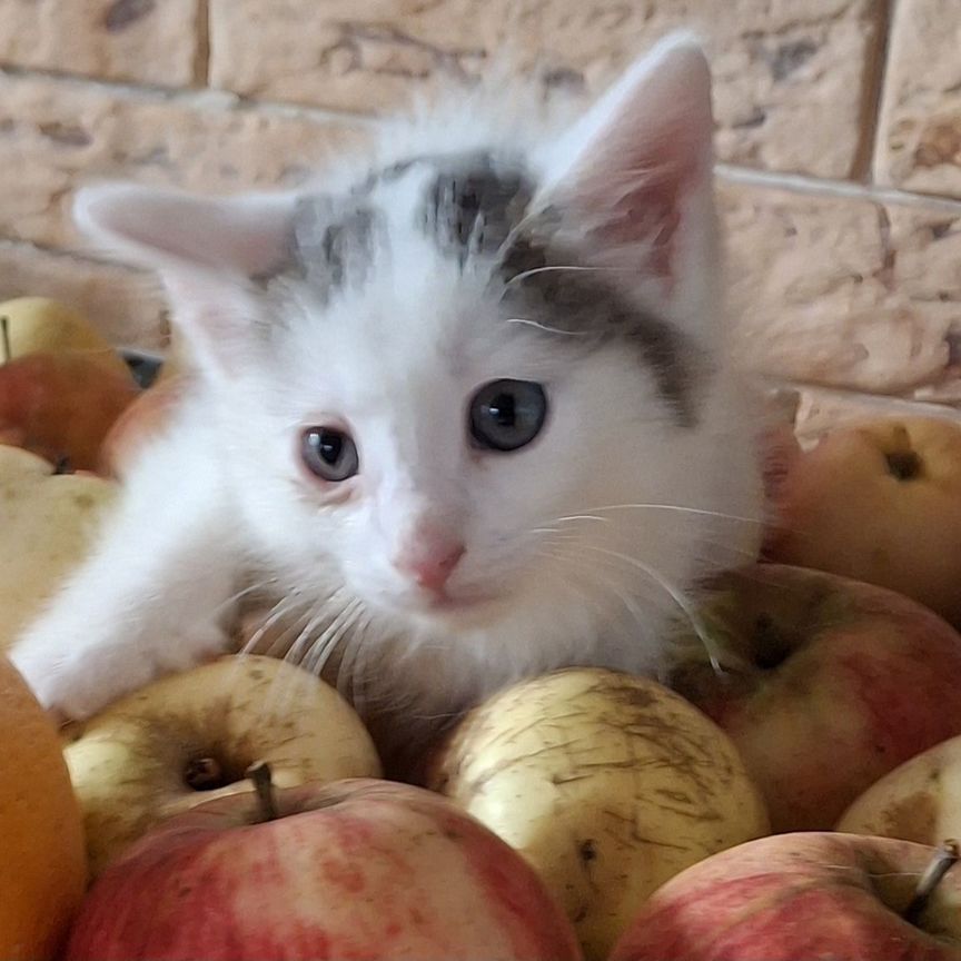 Ко енок с шапочкой