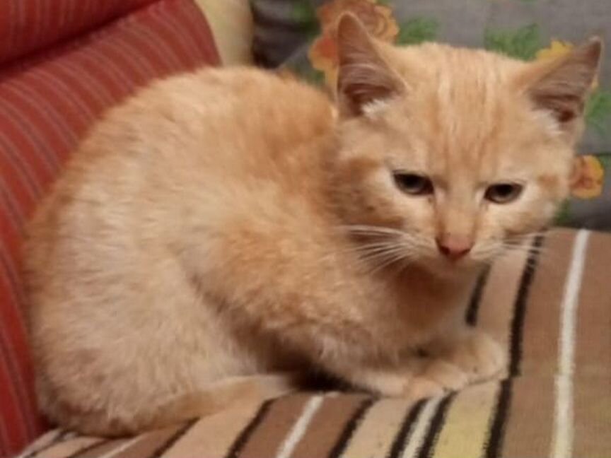 Рыжий котенок (мальчик) Джинджер