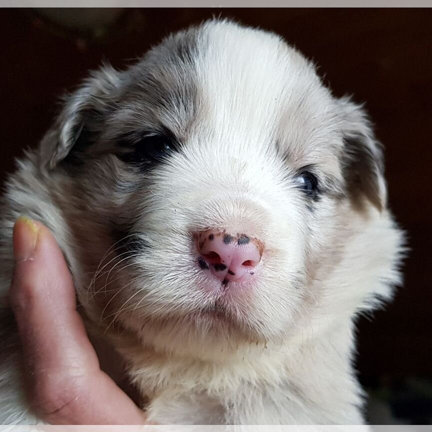 Бордер-колли, щенок