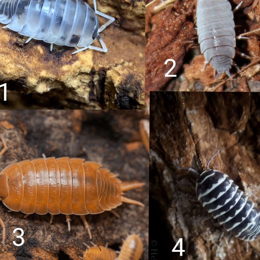 Мокрицы для террариума