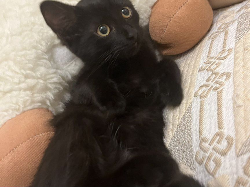 Котенок мальчик Сеня