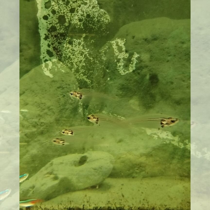 Сом стеклянный