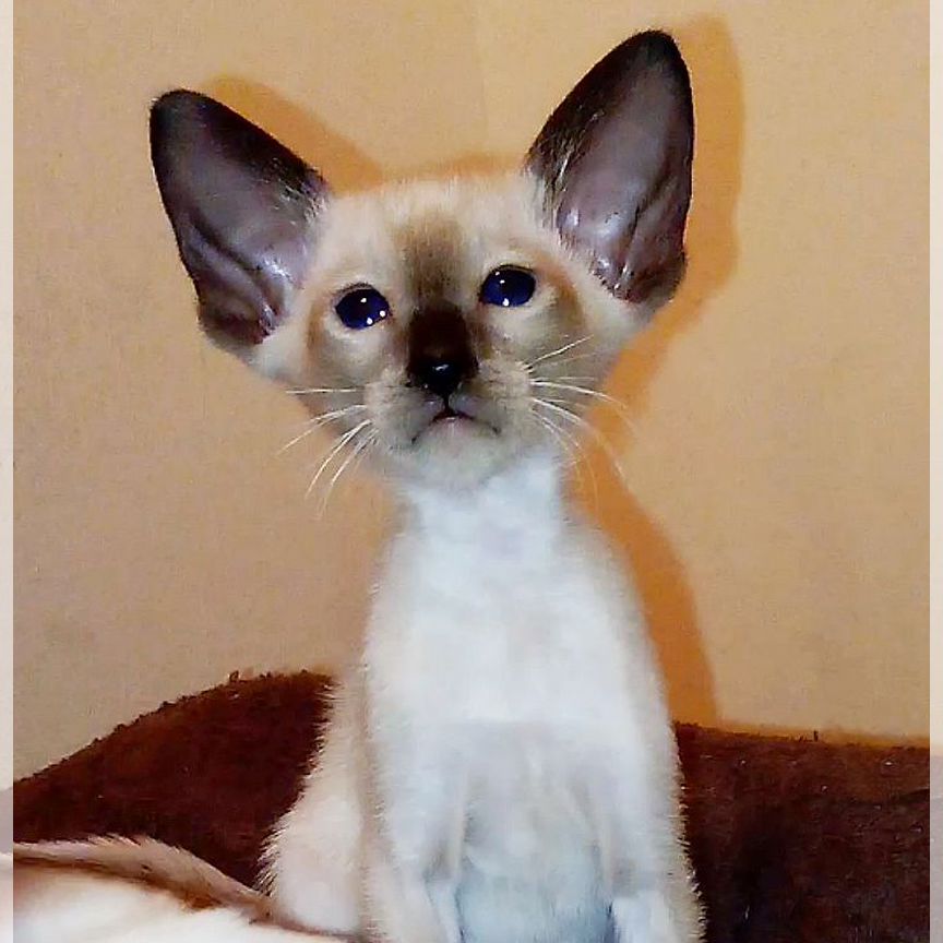 Ориентальный котёнок