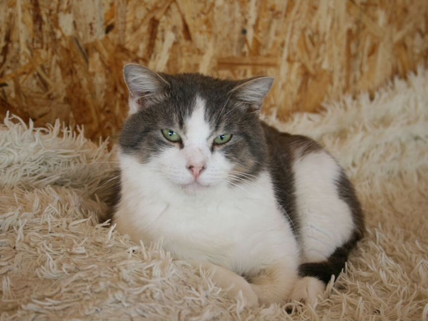 Кот в добрые руки