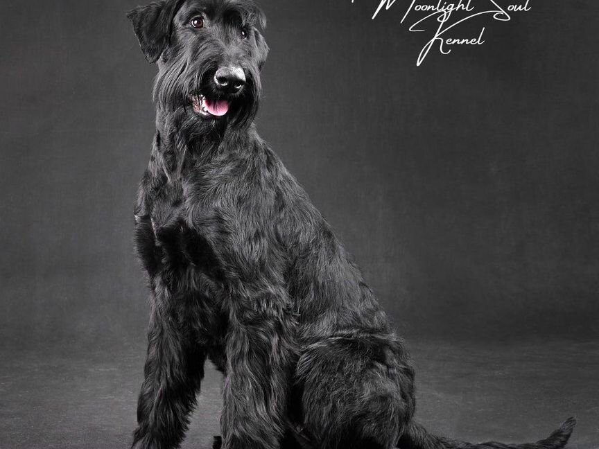 Ризеншнауцер-девочка (10 месяцев), шоу-перспектива