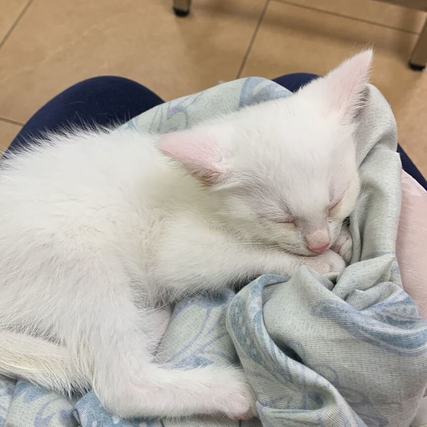 Отдам котенка в добрые руки, Беляш)