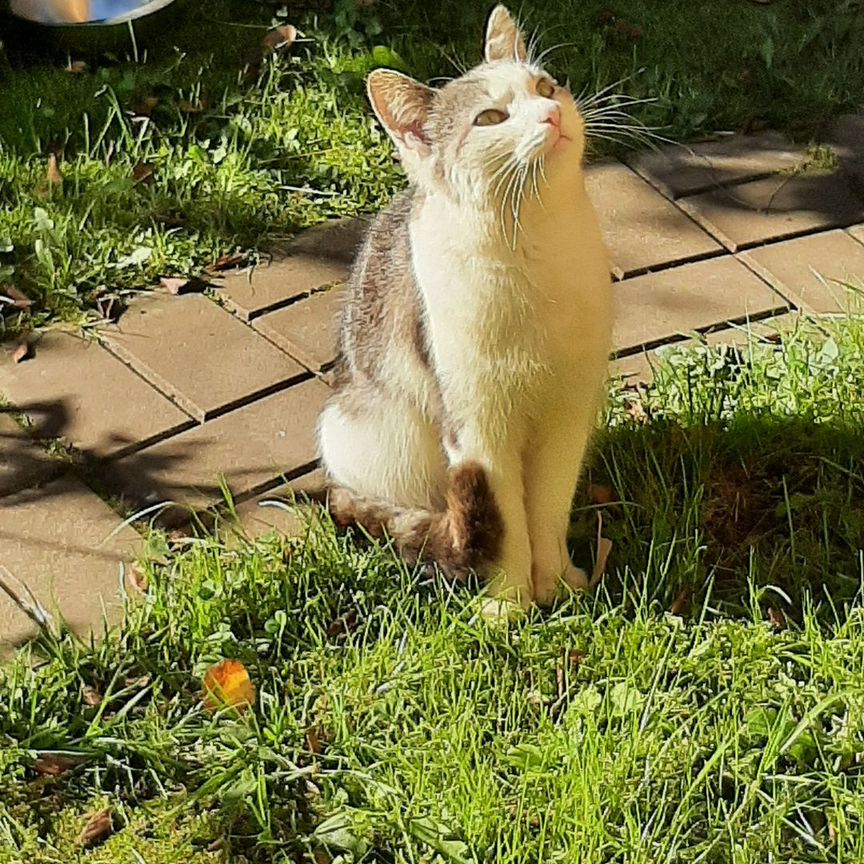 Кошка в дар бесплатно