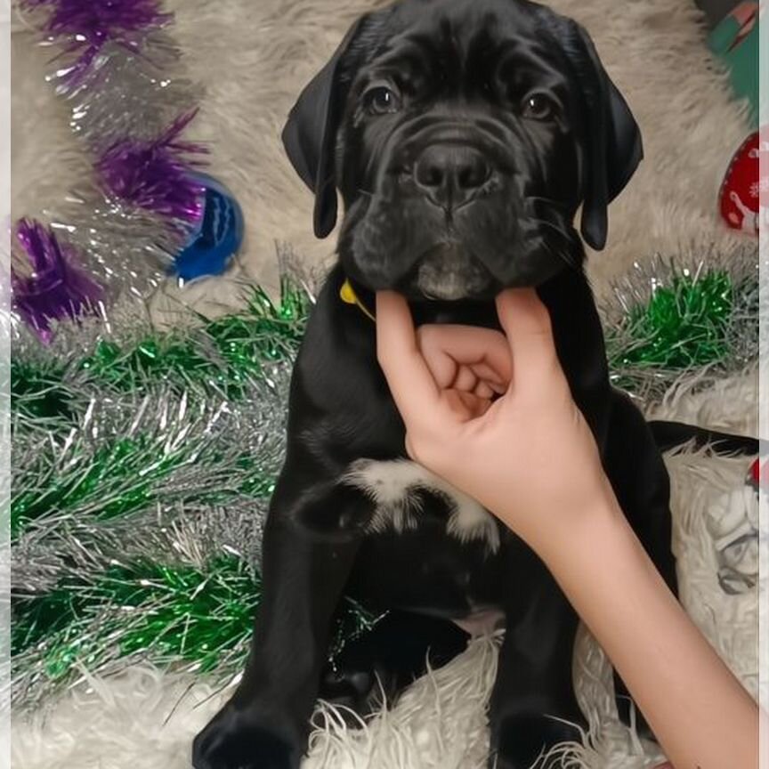 Кане-корсо, щенок