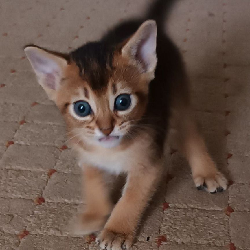 Абиссинские котята