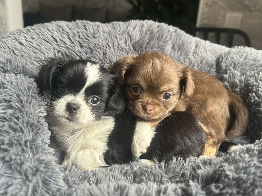 Щенки чихуахуа длинношерстные мальчики