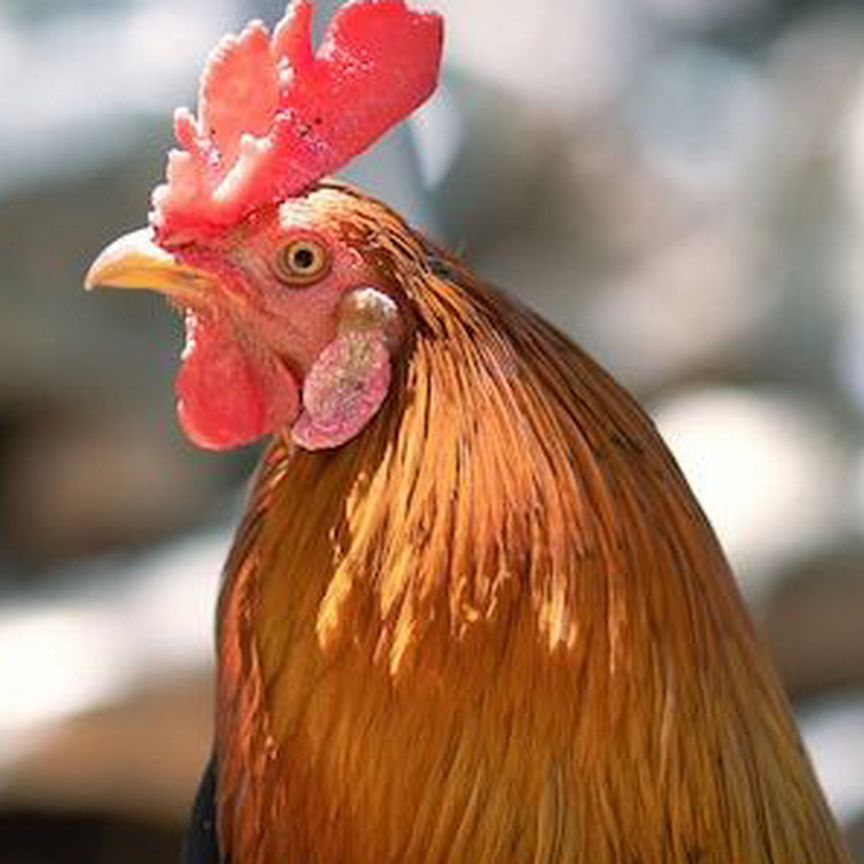 Продам петуха