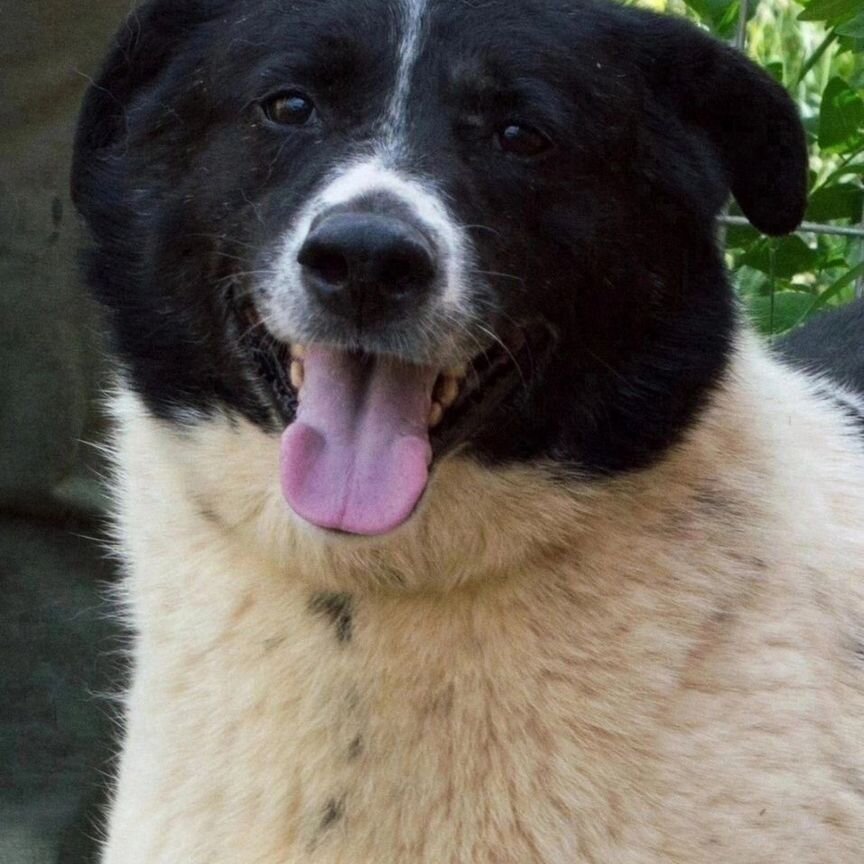 Марина. Собака в добрые руки