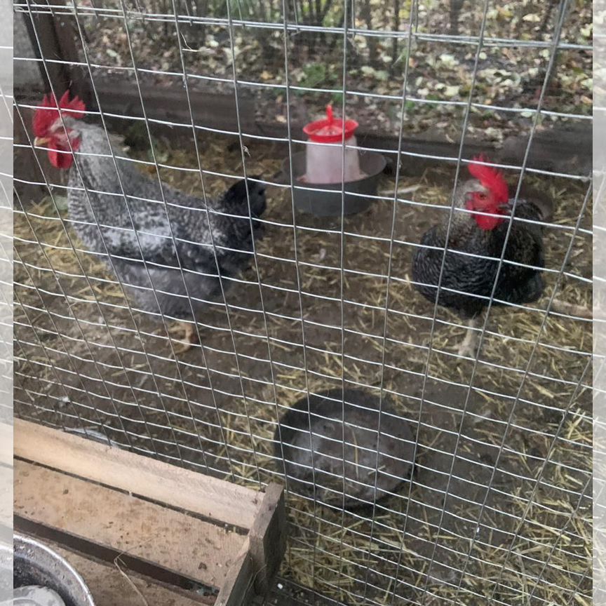 Молодые петухи