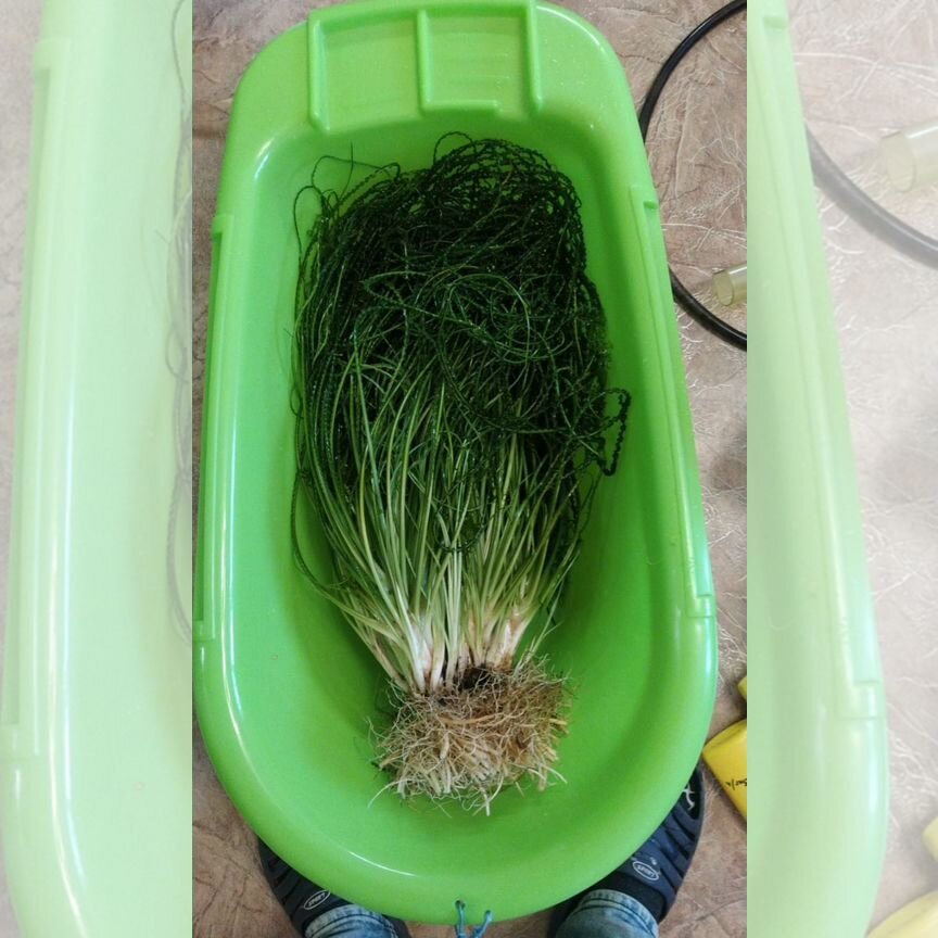 Кринум волнистый