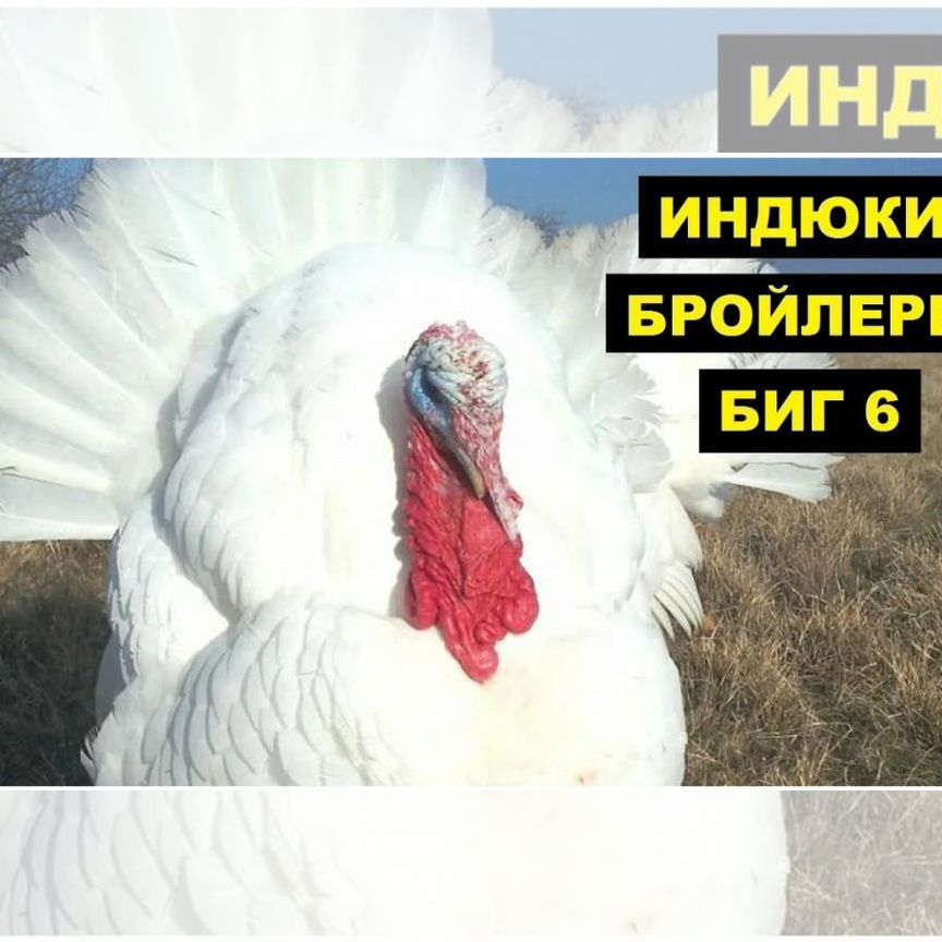 Индюшата суточные бг-6