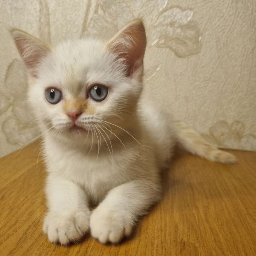 Щотландские котята