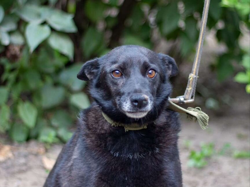 Собака Бемби