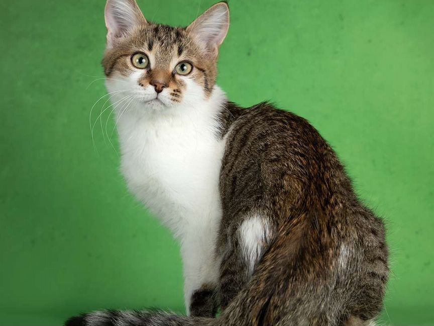 Котята в добрые руки бесплатно