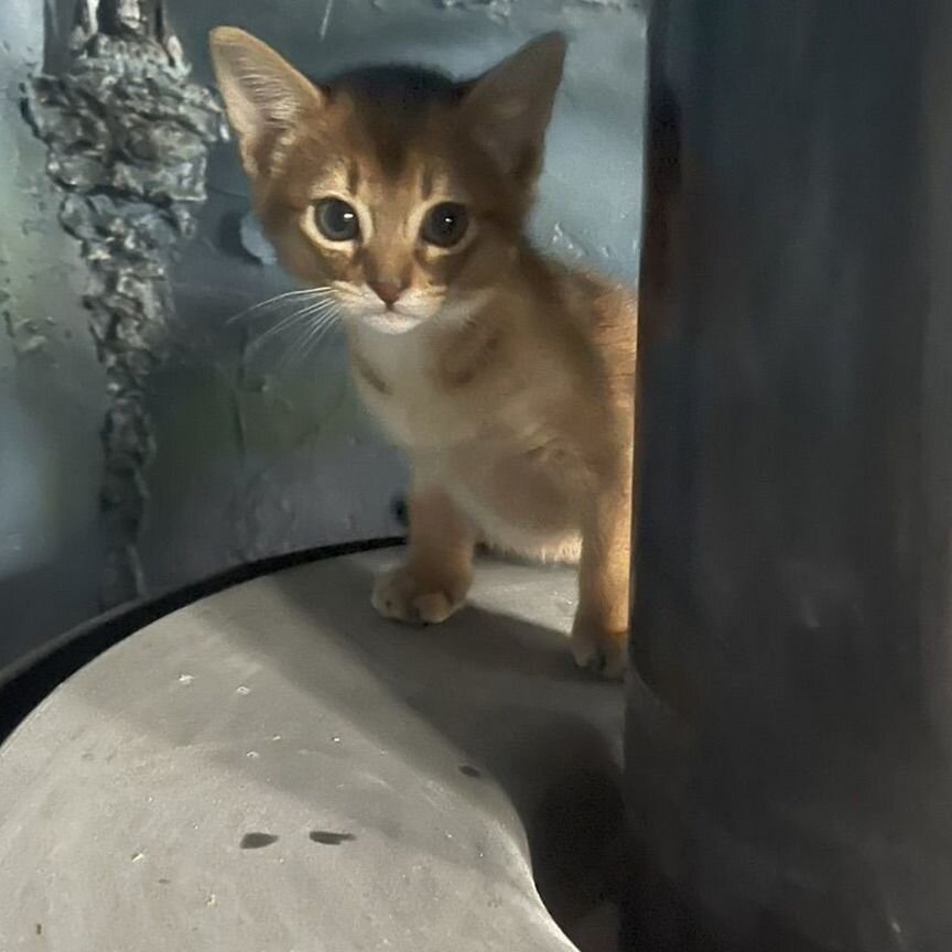 Абиссинский котёнок