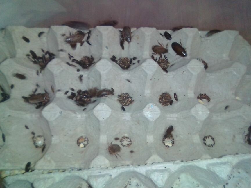 Тараканы корм гекконам стрижам птицы ящерицы