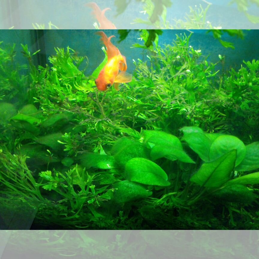 Аквариумное растение