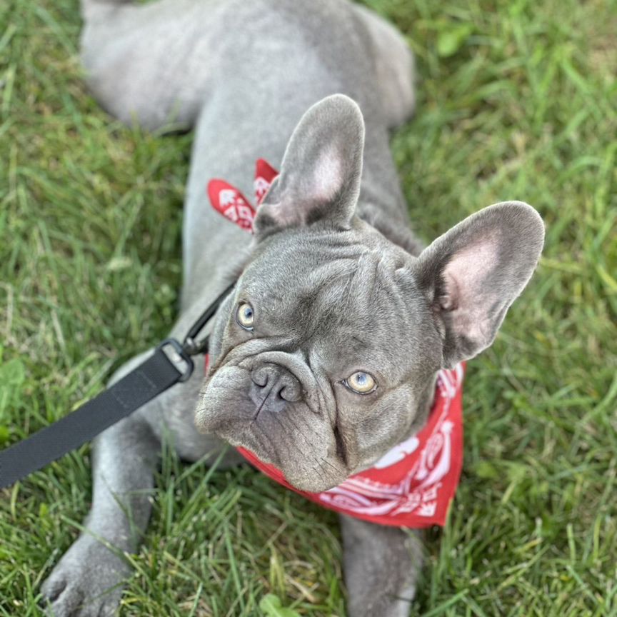 Вязка Французский Бульдог