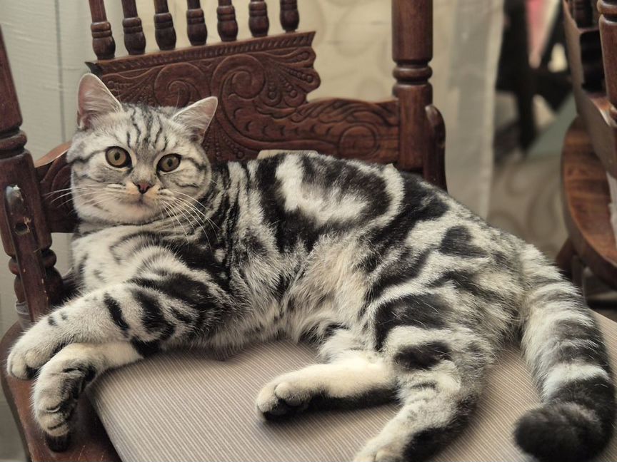 Шотландский кот вязка