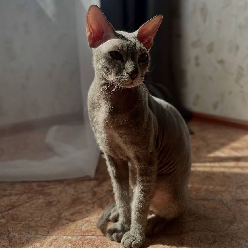 Вязка сфинкс Браш