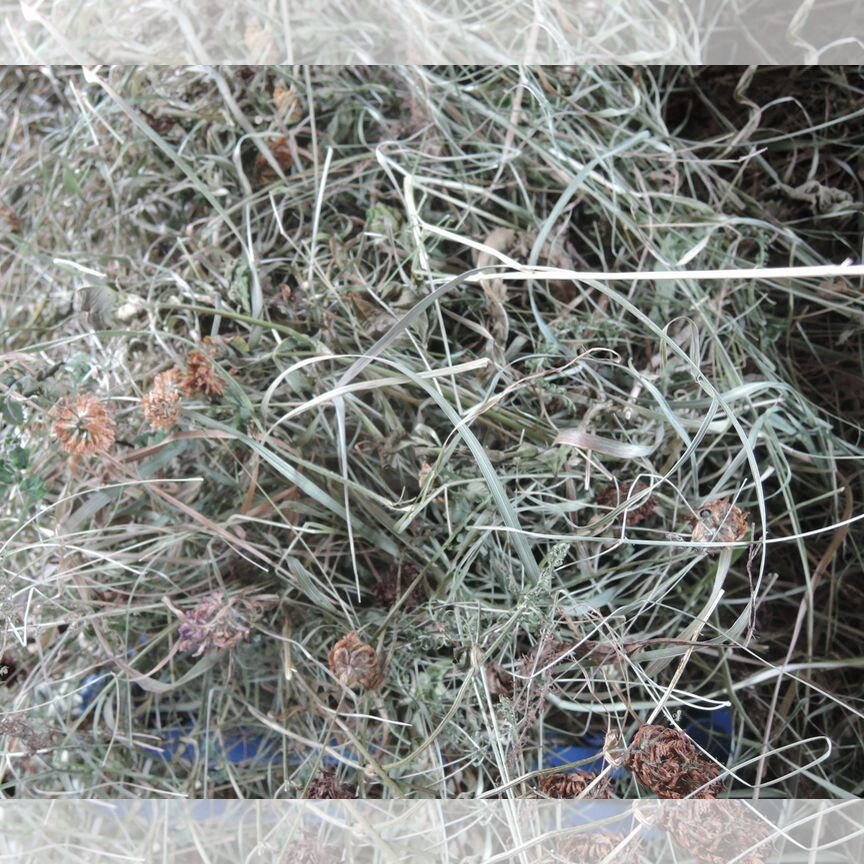 Сено для грызунов