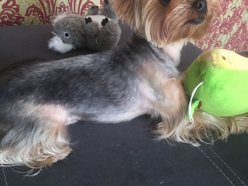 Йоркширский терьер щенки(бронь)