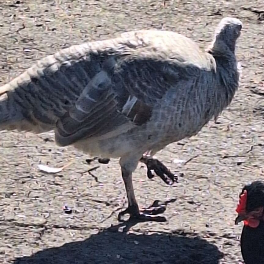 Индюки домашние