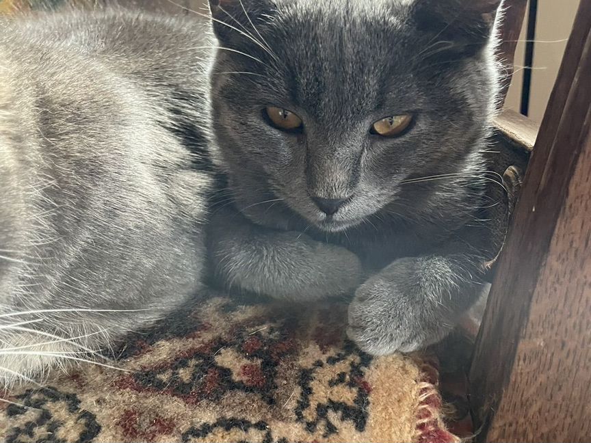Британские котята