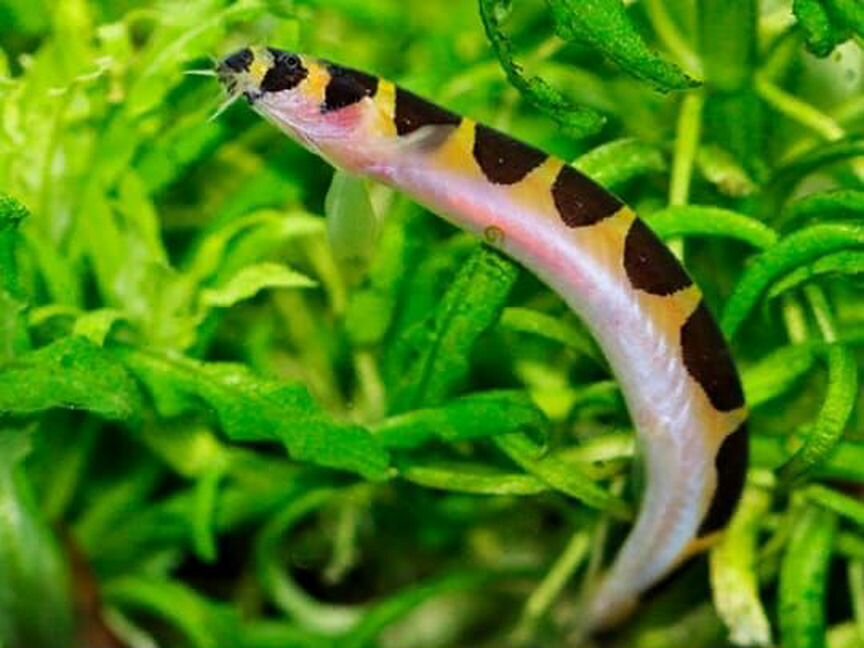 Аквариумные рыбки