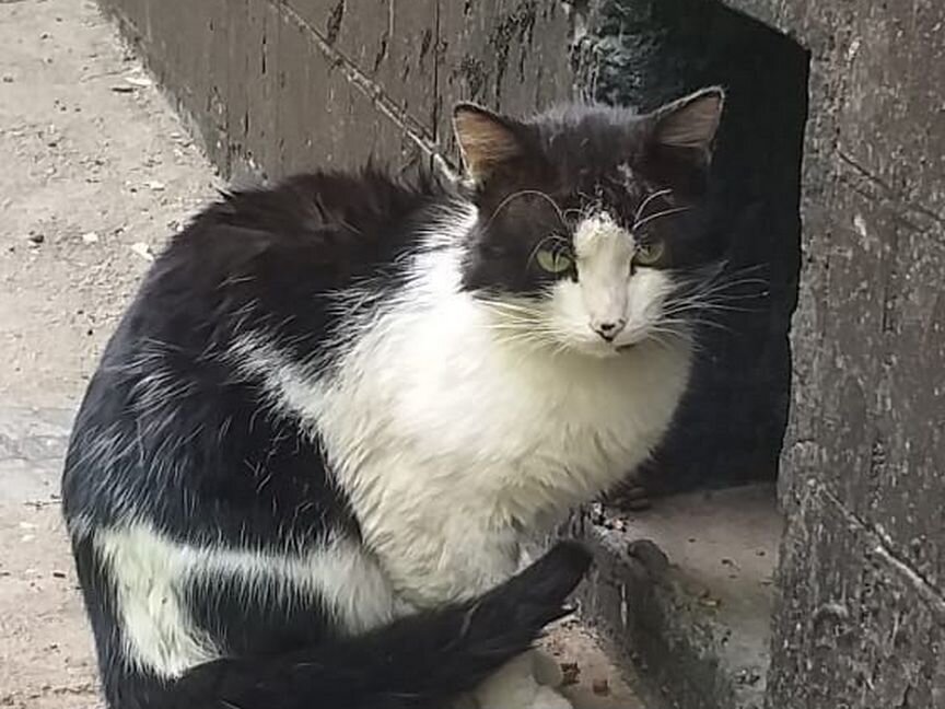 Котик в добрые руки