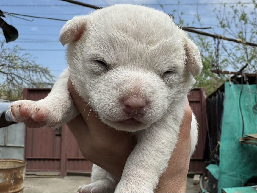 Очаровашки в добрые руки