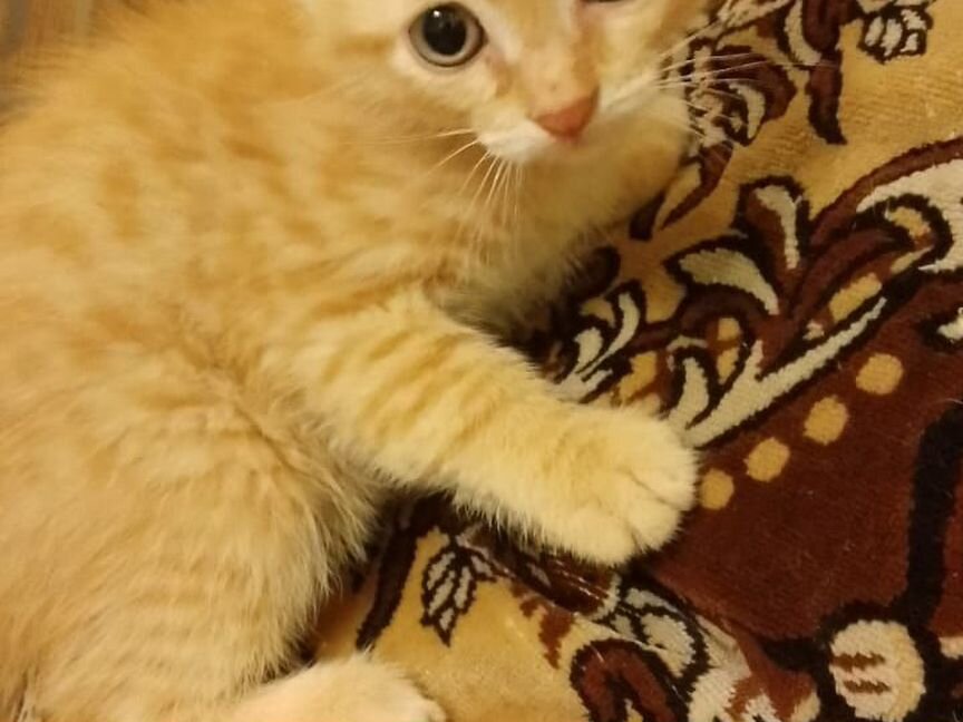 Котеночек мальчик 2 мес