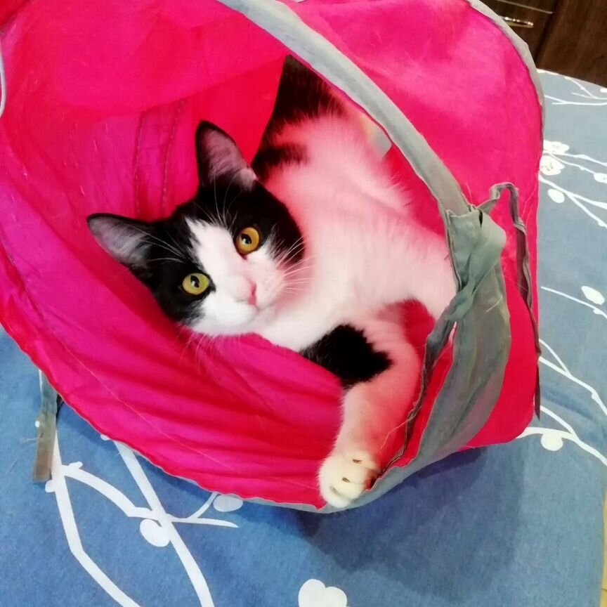 Очаровательная кошечка