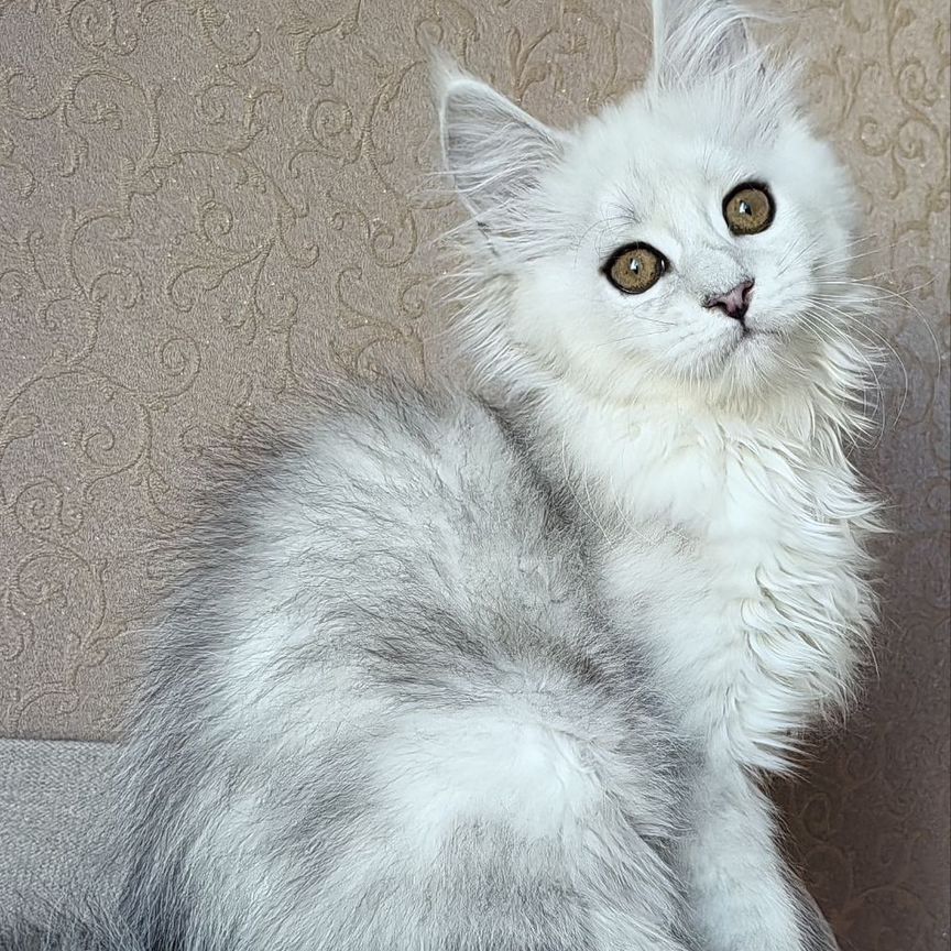 Лучшие котята Мейн кун