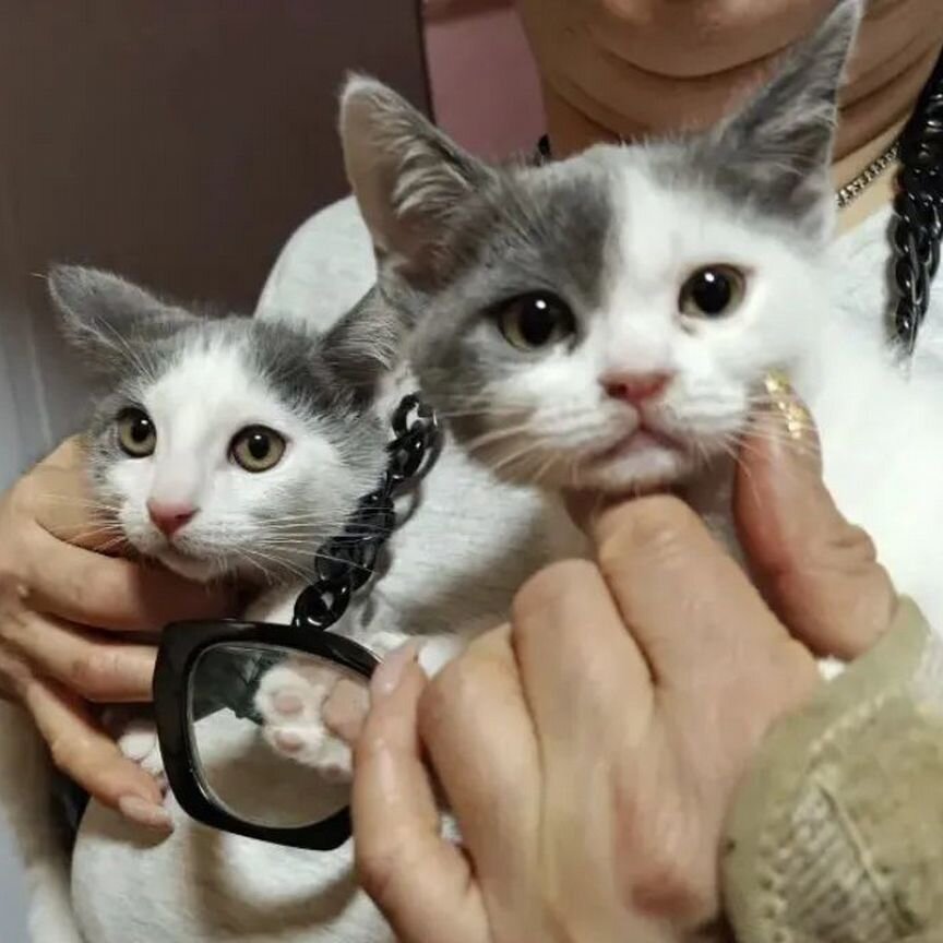 Котёнок в добрые руки